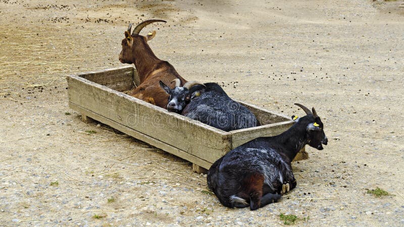 Goats and a feeding trough stock image. Image of rest - 69633345