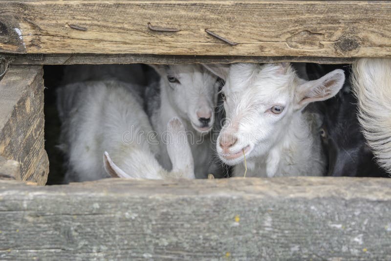 Goats stock image. Image of friendship, child, horns - 40814819