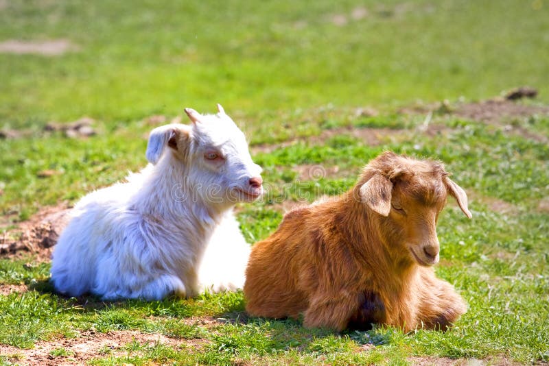 Goats on the field stock image. Image of fence, aviary - 11463707