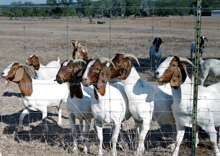 Goats in a field stock image. Image of land, farm, brown - 22696117