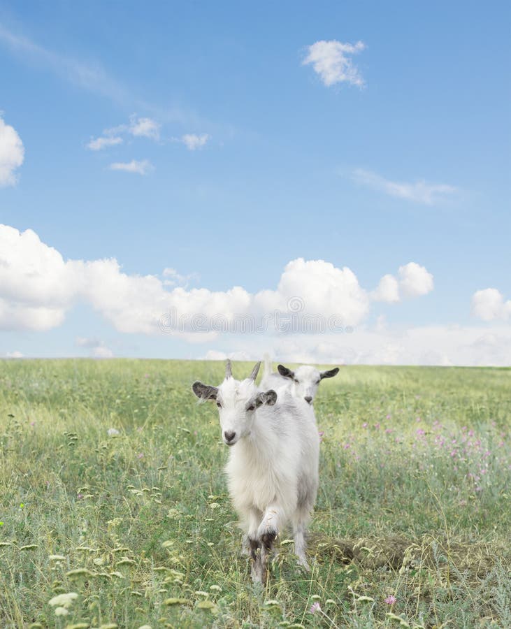 Goats on the field stock photo. Image of land, pets, goat - 59034544
