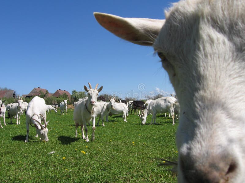 Goats in a field stock photo. Image of golden, white, furry - 785756