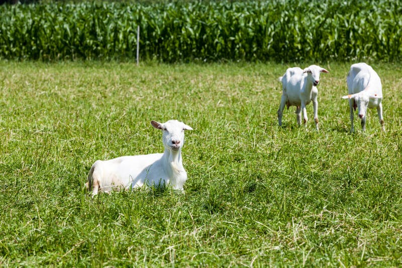 Goats on the field stock photo. Image of fauna, landscape - 58646102