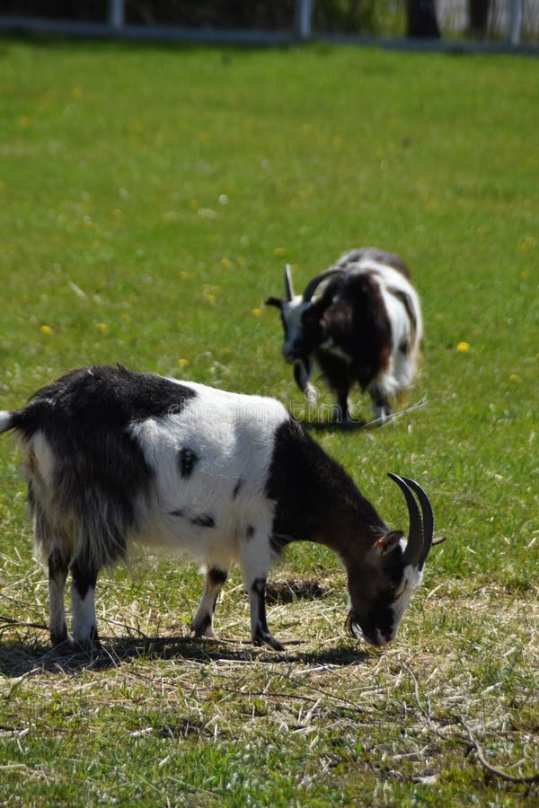 Goats in a Field stock photo. Image of outside, scenic - 380940606