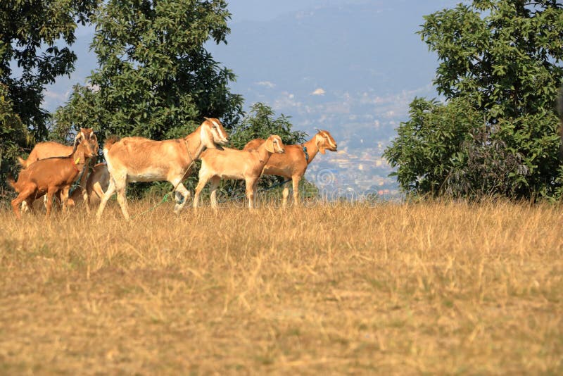 Goats Herd in the Middle of the Road in Uzbekistan Stock Photo - Image ...