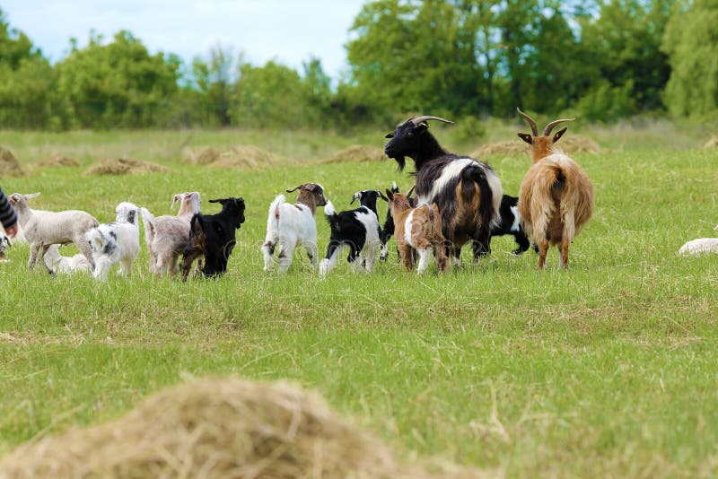 Goats in the field stock image. Image of wild, babies - 184433839