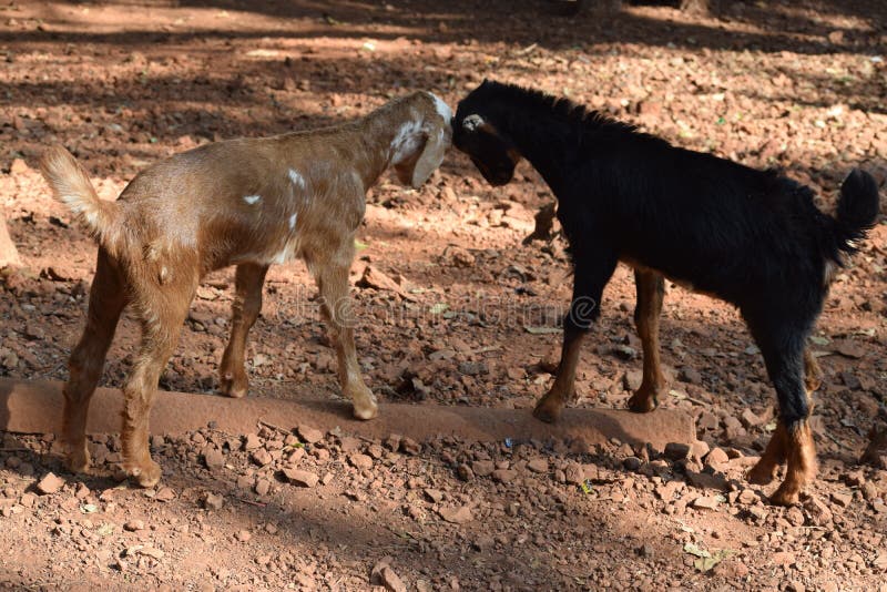 Goats fight as a game stock photo. Image of goats, fighting - 87490392