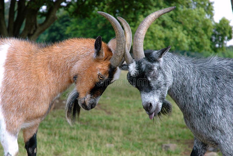 Goats Fight stock image. Image of farm, farming, face - 32651933