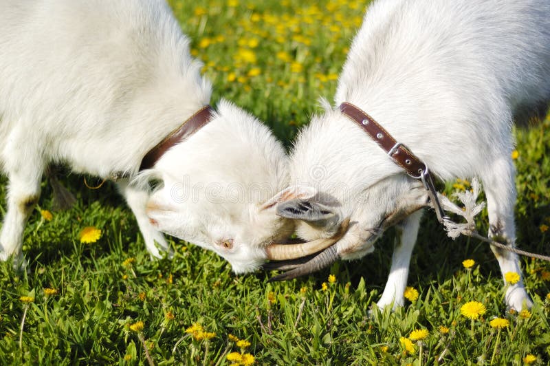 Goats fighting stock photo. Image of white, fight, animal - 36871718