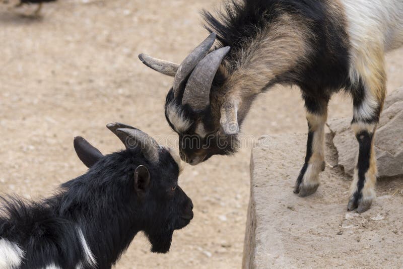Goats fighting with horns stock photo. Image of beat - 144277404
