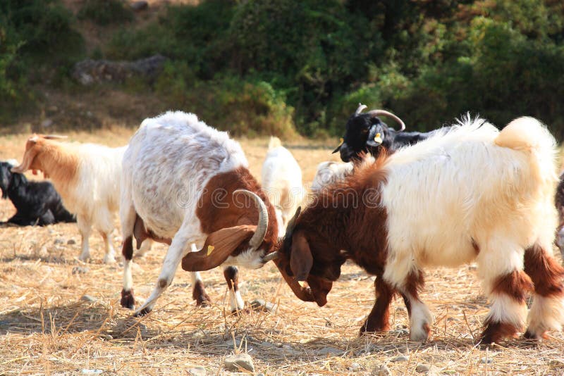 Goats fighting stock image. Image of fall, black, fields - 2075833
