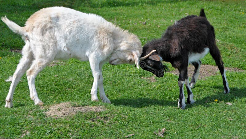 Goats fighting stock photo. Image of grass, livestock - 34388240