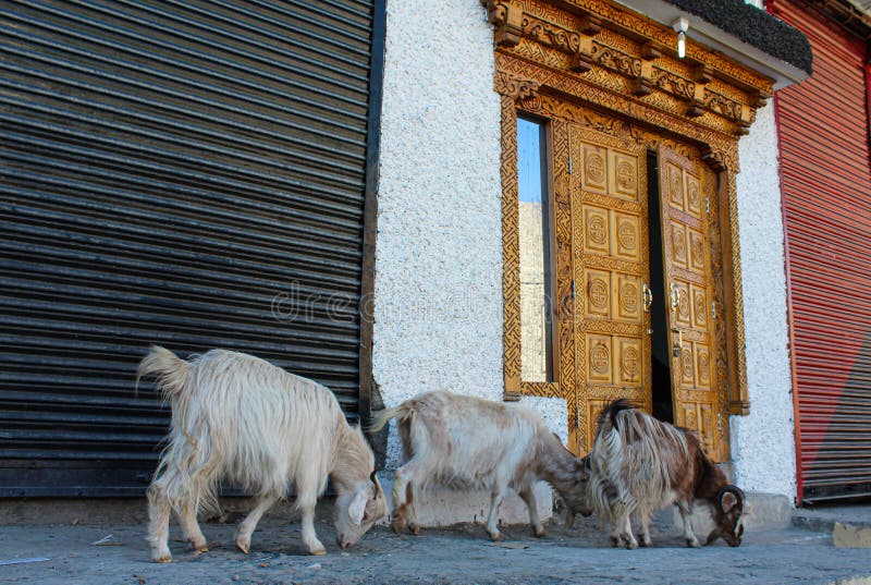 Goats in front of doors stock image. Image of window - 253565701