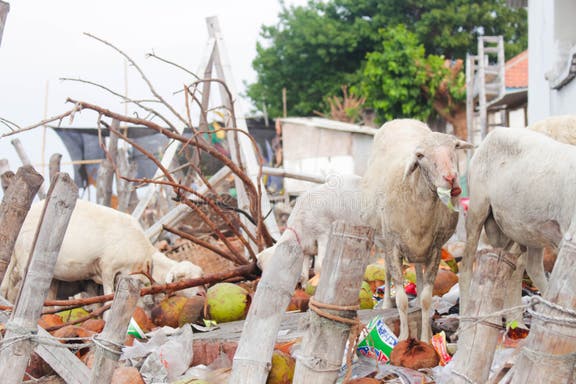Goats and Garbage stock photo. Image of litter, recycle - 324593716