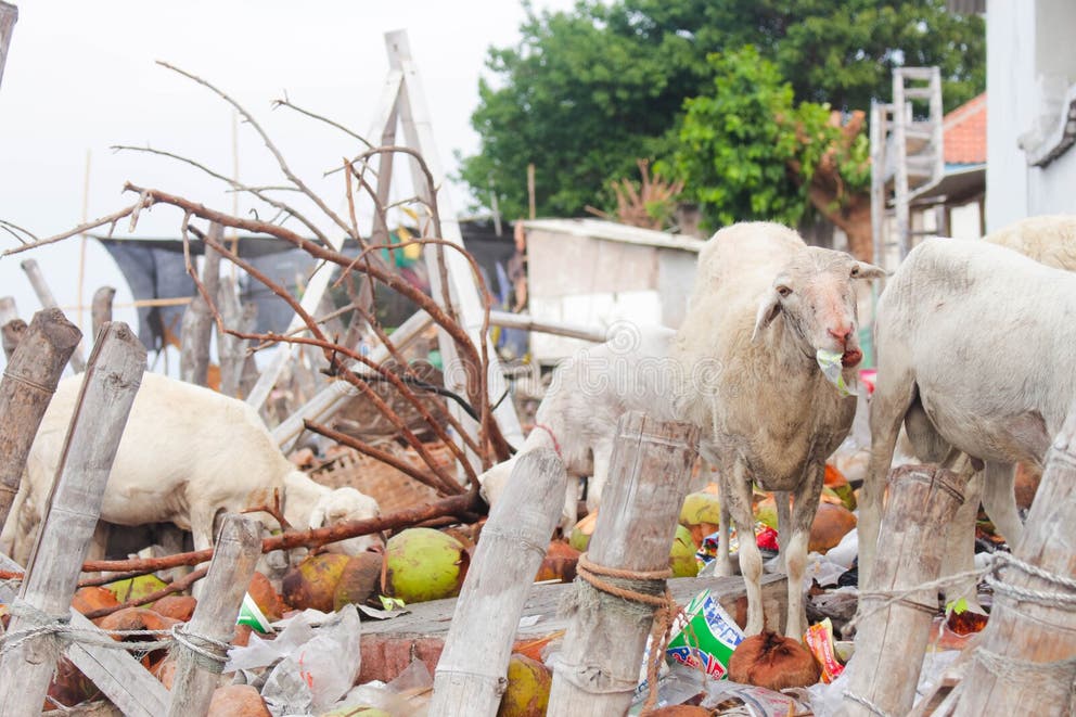 Goats and Garbage stock photo. Image of litter, recycle - 324593716