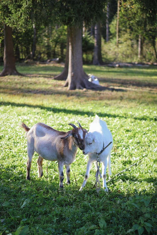 A moment of tenderness stock photo. Image of animal - 366545938