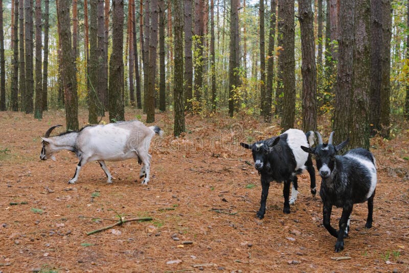 Goats Go after Grazing on Their Way Home in the Forest Stock Photo ...
