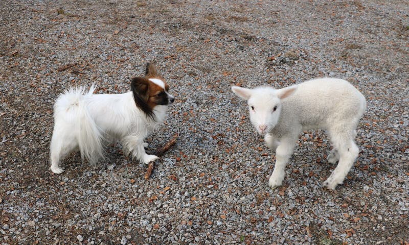 Goats, Goat, Dog Breed Group, Dog Breed Picture. Image: 116789527
