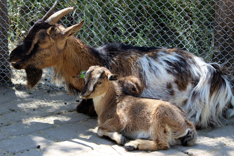 Goats stock photo. Image of farm, animal, country, parent - 53999416