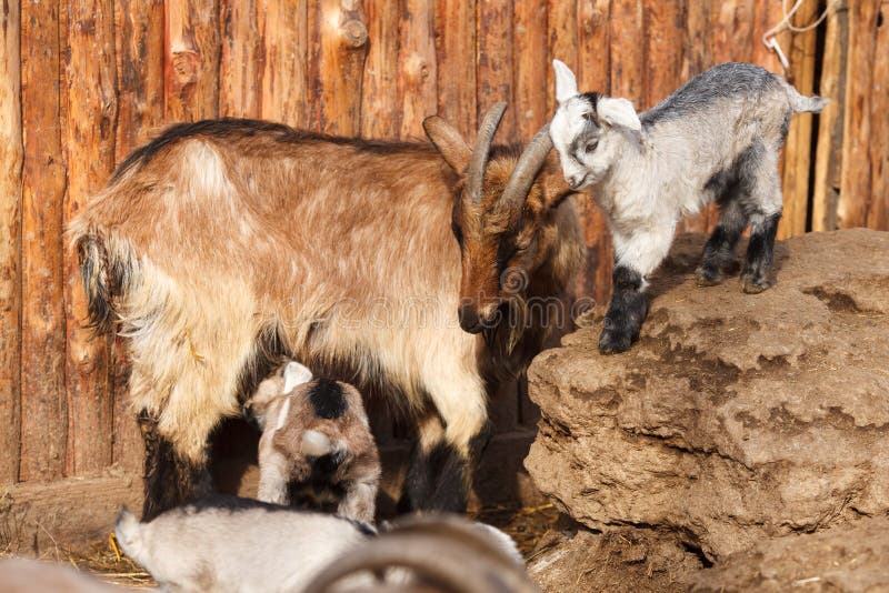 The goats stock image. Image of lifestyle, spring, countryside - 51666935