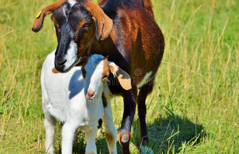 Goats, Goat, Pasture, Grazing Stock Photo - Image of grazing, grassland ...