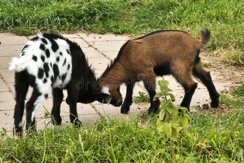 Goats, Goat, Pasture, Grazing Picture. Image: 134213169
