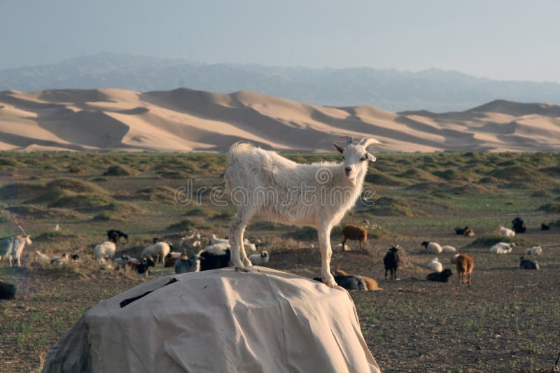 Goat In The Gobi Desert, Mongolia Stock Image - Image of cattle, arid ...