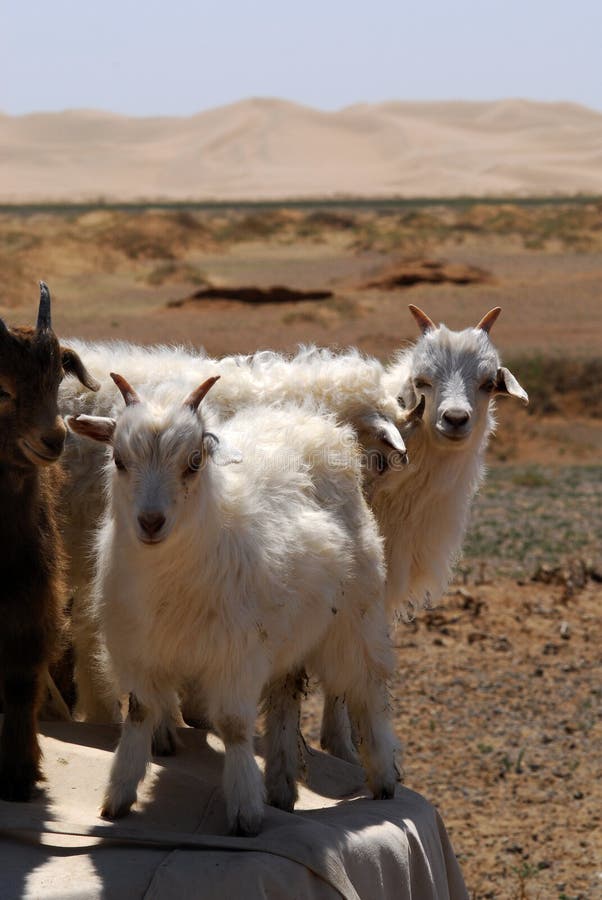Goats in the Gobi Desert, Mongolia Stock Photo - Image of sand ...