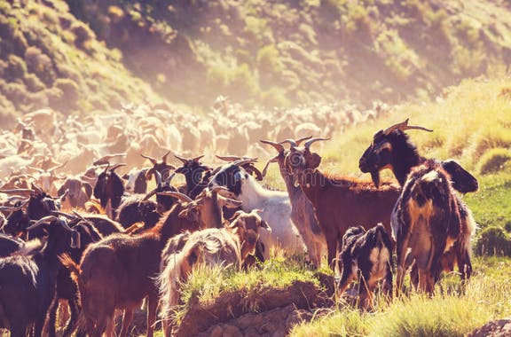 Goats stock photo. Image of crowd, animal, rural, meat - 67605220