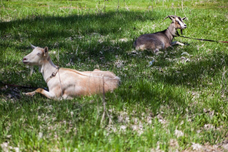 The goats stock photo. Image of countryside, horned, herb - 95247924