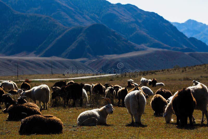 Goats Graze in Altai Mountains, Russia. Nature Stock Image - Image of ...