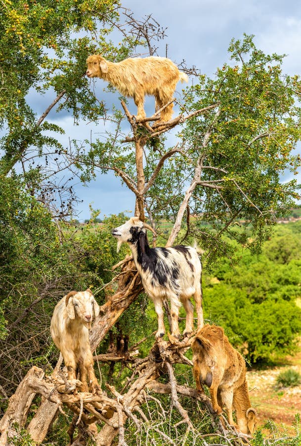 Goats Graze in an Argan Tree - Morocco Stock Image - Image of argania ...