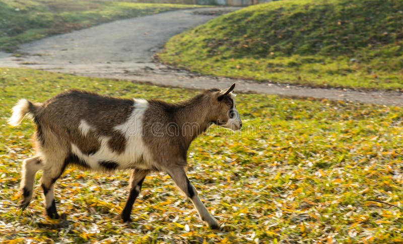 Goats Graze on the Lawn in the Sunny Autumn Day Stock Image - Image of ...
