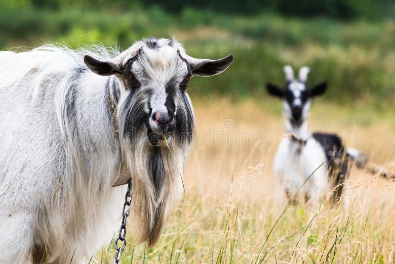Goats Graze In Altai Mountains, Russia. Nature Stock Image - Image of ...