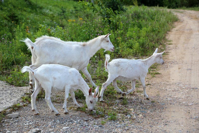 Goats on road stock image. Image of shadow, curved, animal - 20466543