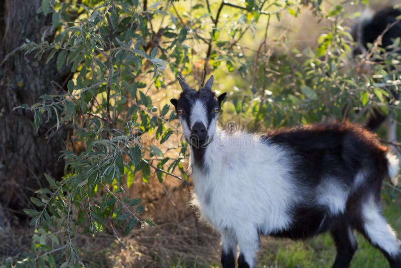 Goats Graze in Spring Fields Stock Photo - Image of horn, happy: 110963394