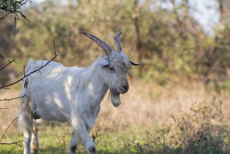 Goats Graze in Spring Fields Stock Photo - Image of field, baby: 110963526