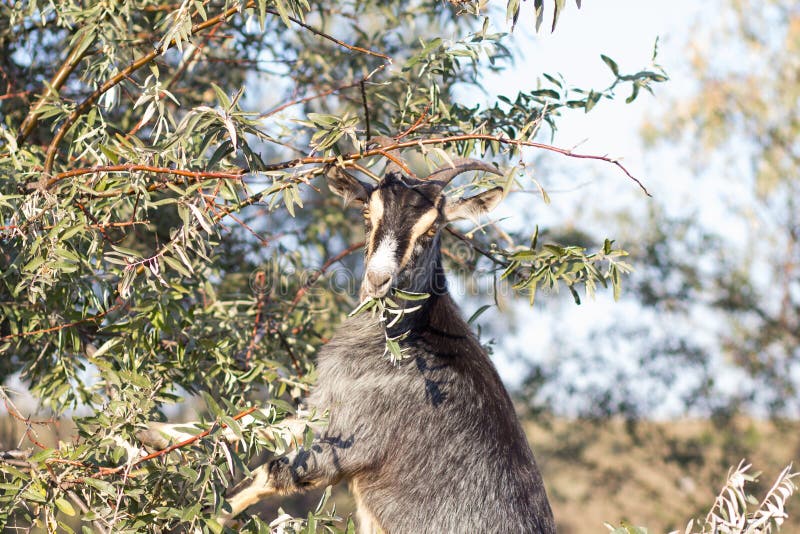 Goats Graze in Spring Fields Stock Image - Image of farm, agriculture ...