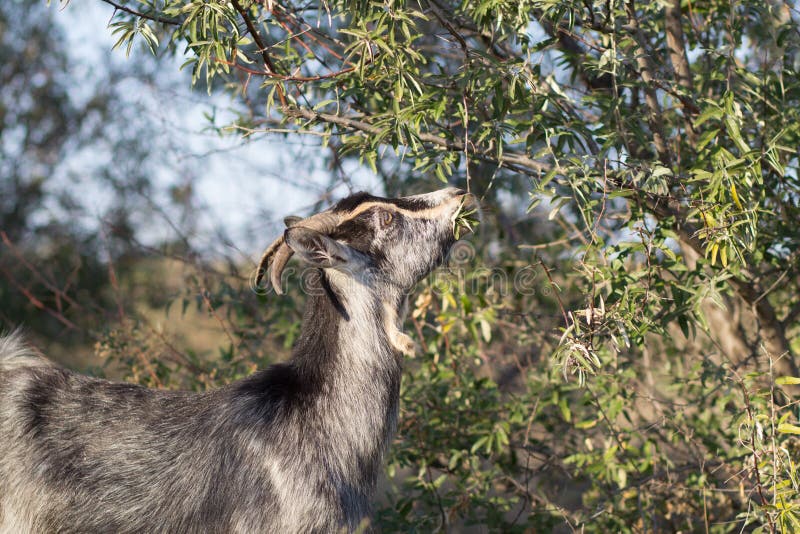 Goats Graze in Spring Fields Stock Photo - Image of goats, blue: 110963352