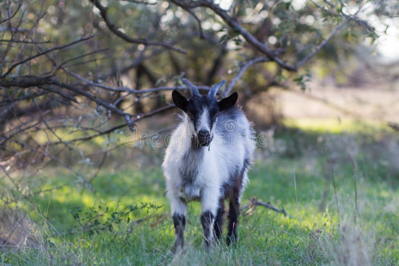 Goats Graze in Spring Fields Stock Photo - Image of agriculture, goat ...