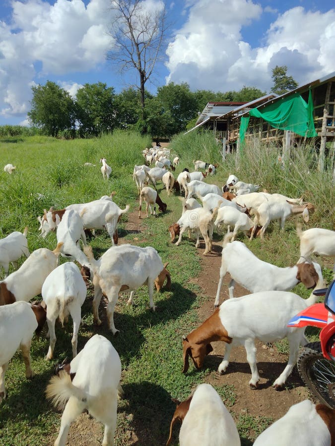 Goats grazing stock image. Image of pasture, cattle - 239819025