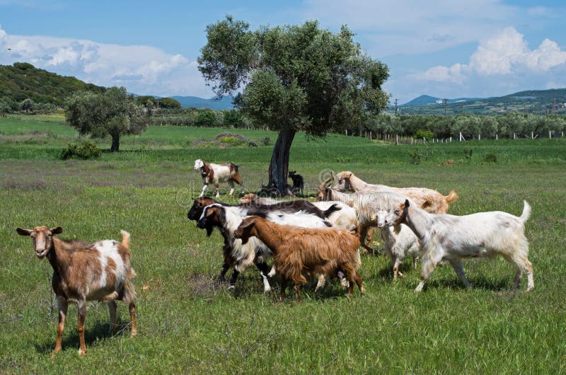 Green field with goats stock photo. Image of agriculture - 15883278