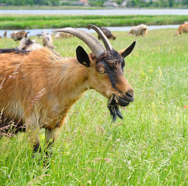 Goats grazing on pasture stock image. Image of color - 60234151