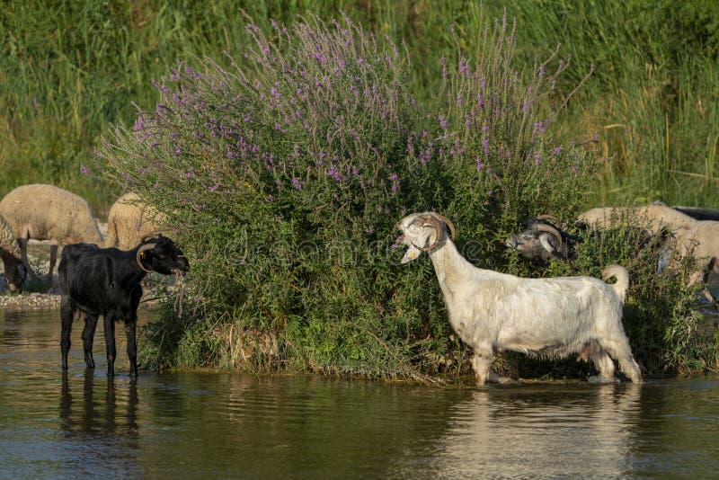 Goats Grazing by the Stream. Sheep and Goats Walking in the Water Stock ...