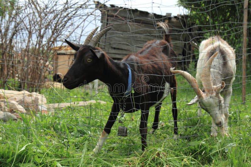 Goats in the green grass stock photo. Image of cute, mammal - 42396226