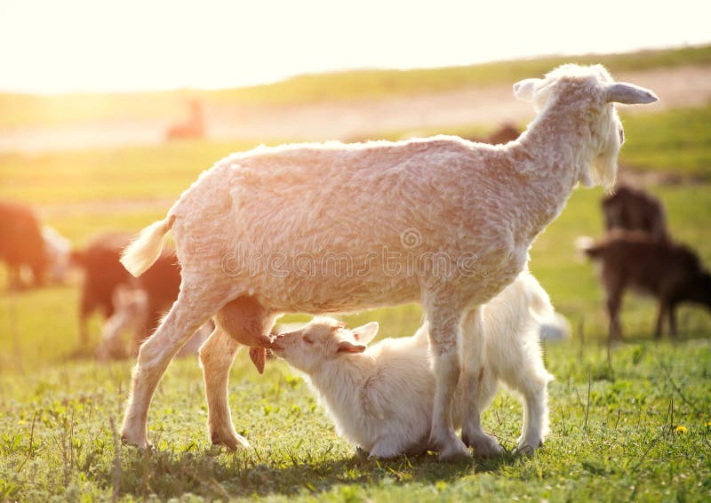 Goats on a green meadow stock image. Image of countryside - 54681839