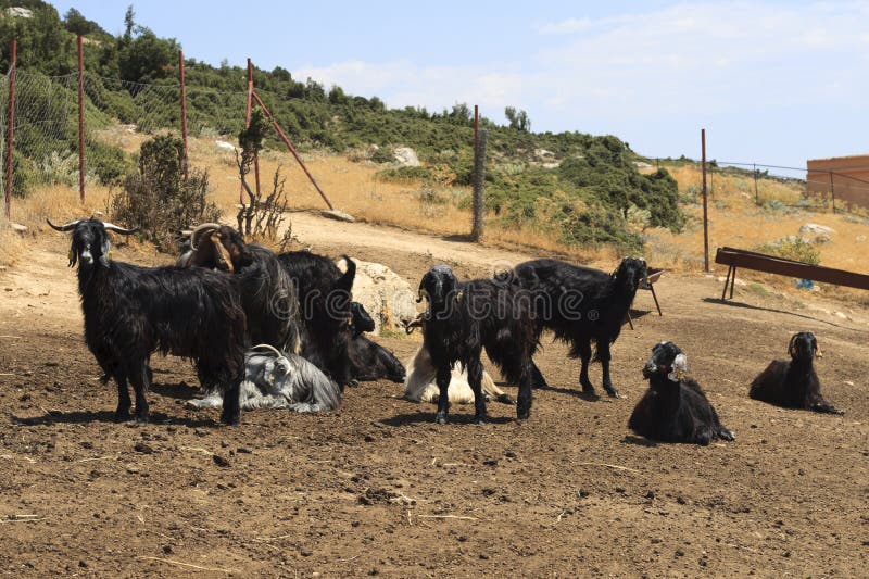 Goats stock photo. Image of horned, goat, domestic, brown - 44113844