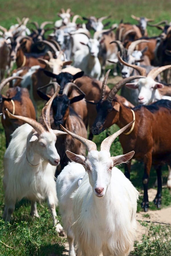 Goats stock image. Image of farming, countryside, funny - 53406907