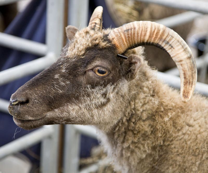 Goats head stock photo. Image of nature, nose, portrait - 30962340