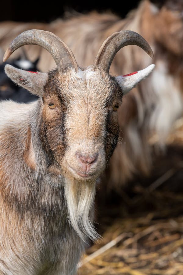 Goats stock photo. Image of rural, headshot, outdoor - 165593398